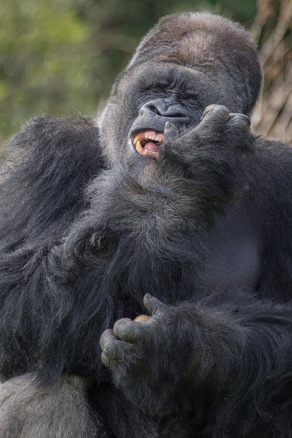Happy gorilla stock photo. Image of closeup, silverback - 87339532
