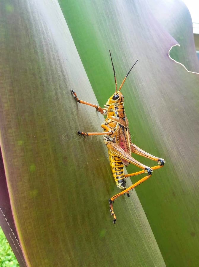Grasshopper and happy girl stock photo. Image of entomology - 43164214