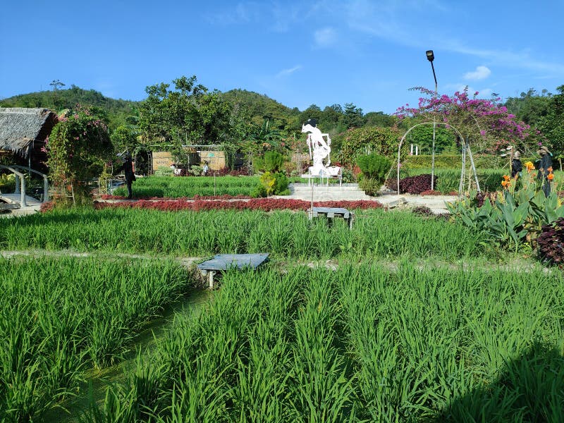 The Happy Green Rice Fields Stock Photo - Image of batam, farm: 239010252