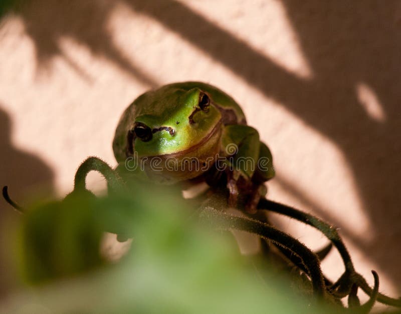 Happy Green Tree Frog stock photo. Image of funy, close - 227955396