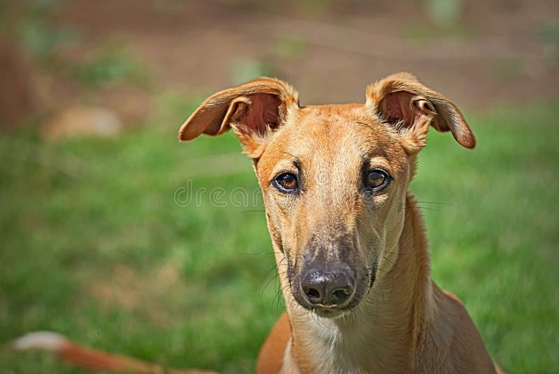 Happy Greyhounds on a Field in Argentina Stock Image - Image of dark ...