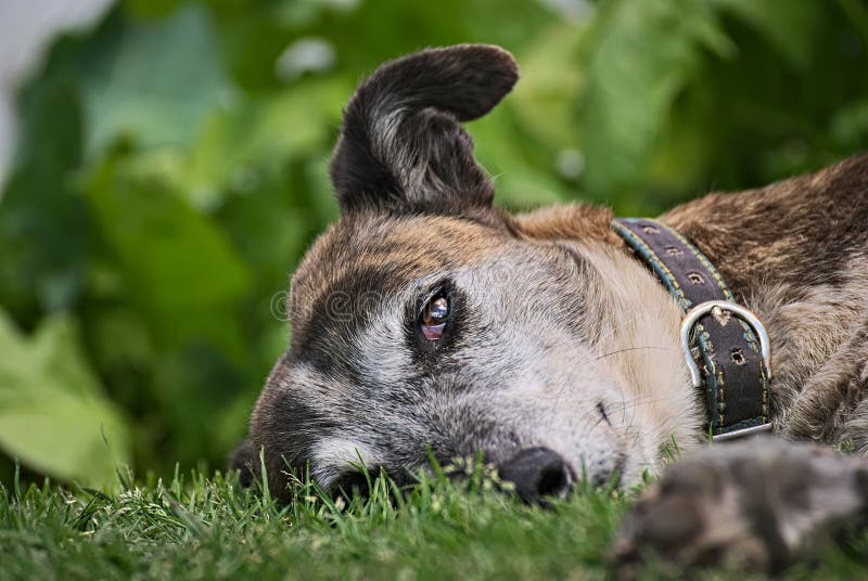 Happy Greyhound Outdoor in the Grass Stock Image - Image of elegant ...