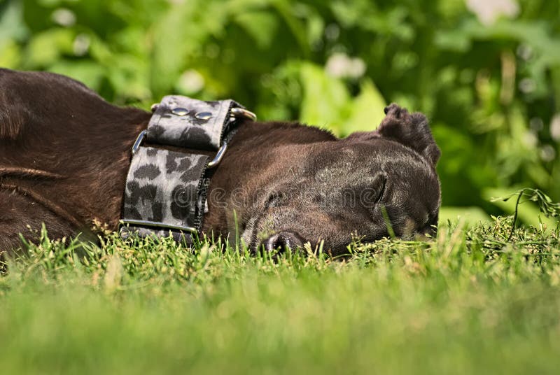 Happy Greyhounds on a Field in Argentina Stock Image - Image of ...