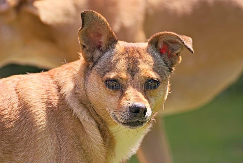Happy Greyhounds on a Field in Argentina Stock Photo - Image of ...