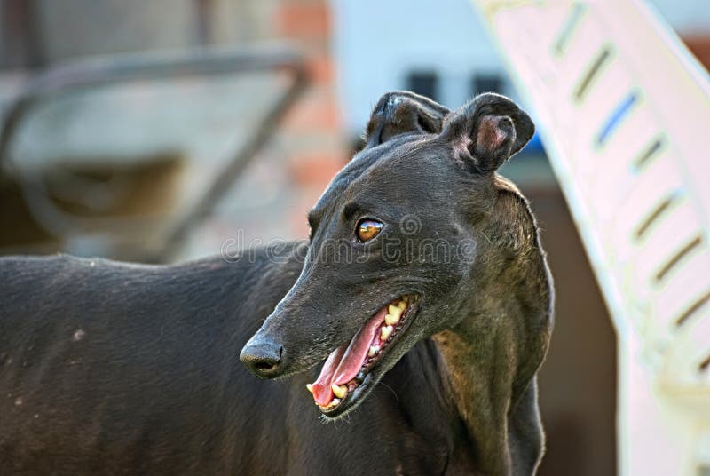 Happy Greyhounds on a Field in Argentina Stock Photo - Image of bright ...