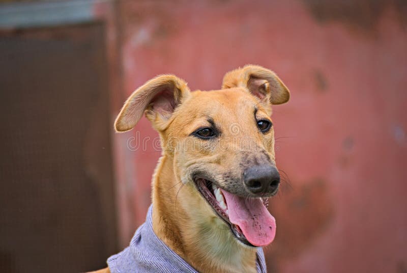 Happy Greyhounds on a Field in Argentina Stock Image - Image of bright ...