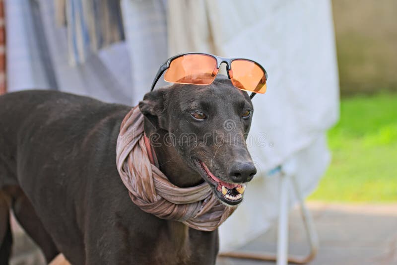 Happy Greyhounds on a Field in Argentina Stock Image - Image of nice ...