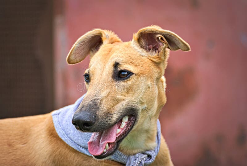 Happy Greyhounds on a Field in Argentina Stock Image - Image of bright ...