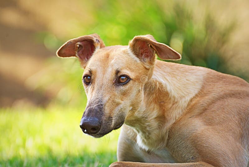 Happy Greyhounds on a Field in Argentina Stock Image - Image of hound ...
