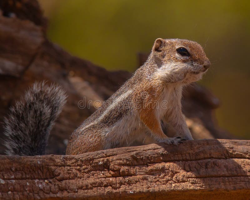 A Squirrel Poses on a Deck Rail Stock Photo - Image of squirrel ...
