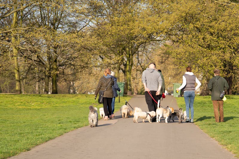 Happy Group of People Walking with Dogs in the Park. Editorial ...