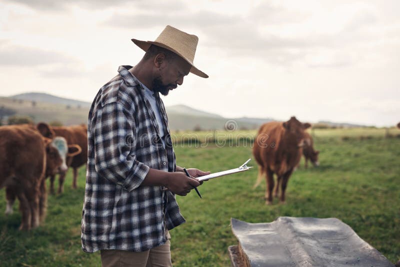 Happy, Healthy Cattle are First Priority. a Mature Man Writing Notes ...