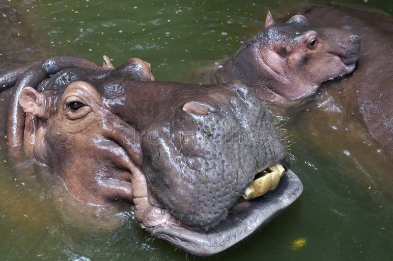 A happy hippo family stock image. Image of asia, enormous - 11051139