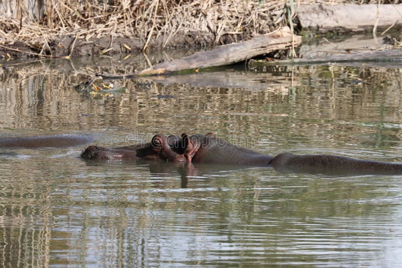 Happy hippo in water stock image. Image of outdoor, brown - 297166197