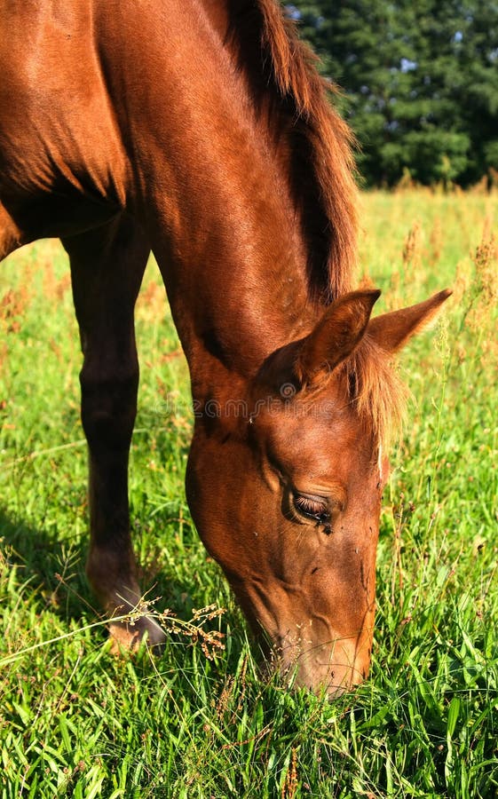 Happy Horse - Portrait Picture. Image: 2985274