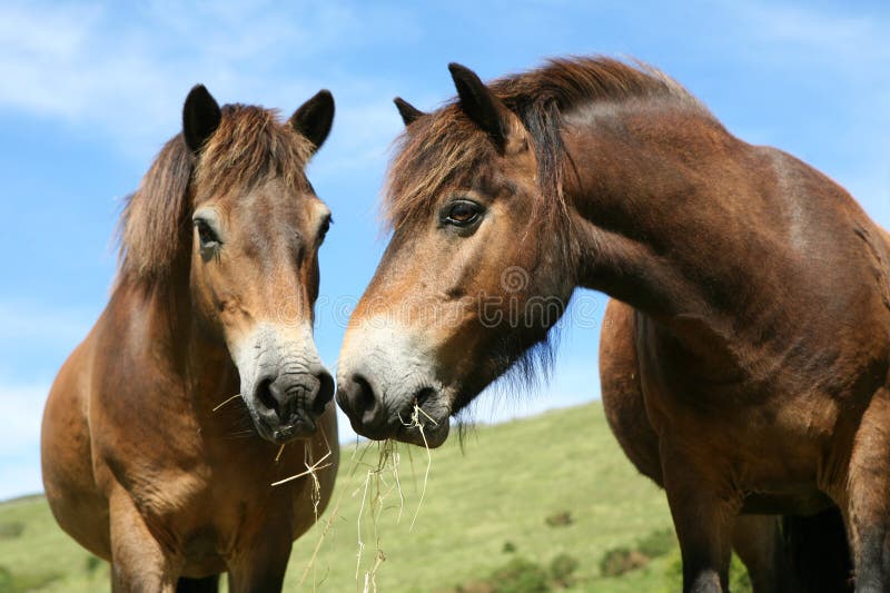 Happy Horses stock image. Image of closeup, horses, chestnut - 2548647