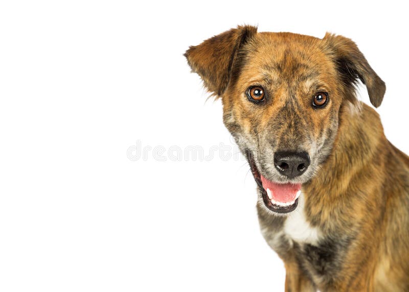 Happy Hound Dog with Room for Text Stock Photo - Image of happy, canine ...