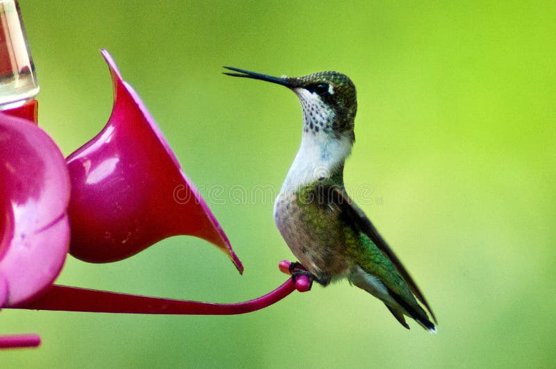 Happy Hummingbird on a Feeder Stock Image - Image of america, flora ...