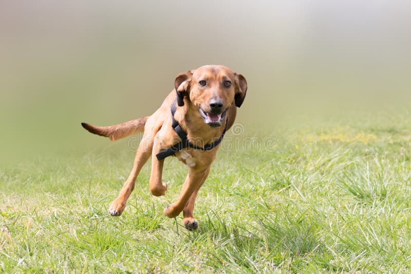 Cute Hunt Dog Portrait at a Park. Stock Image - Image of beautiful ...