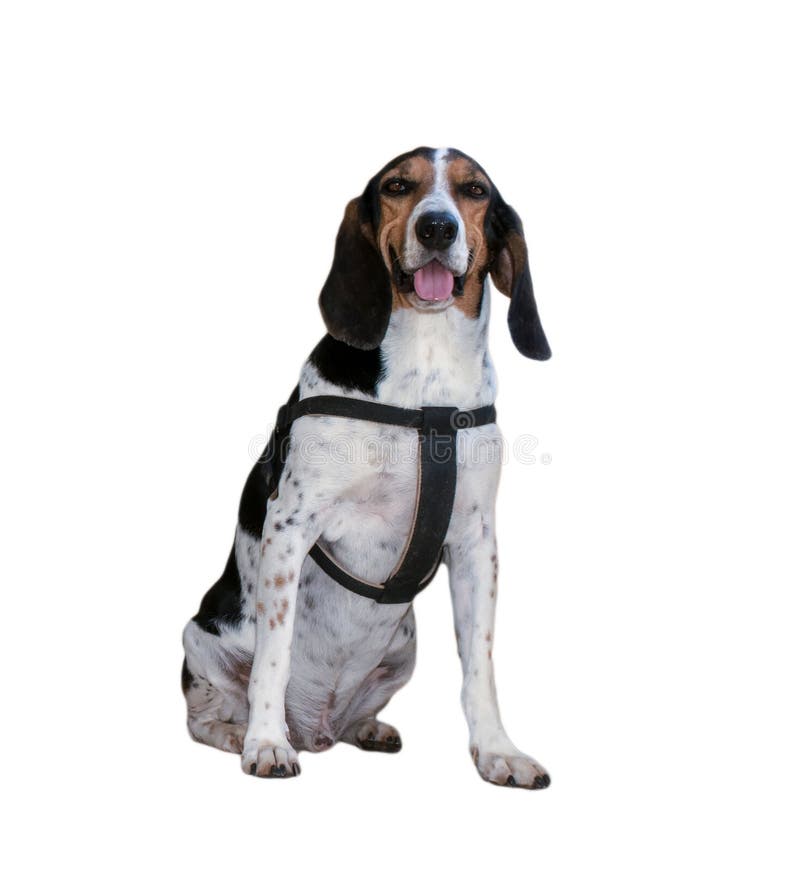 Happy Hunt Dog Sitting Isolated on White. Stock Image - Image of ears ...