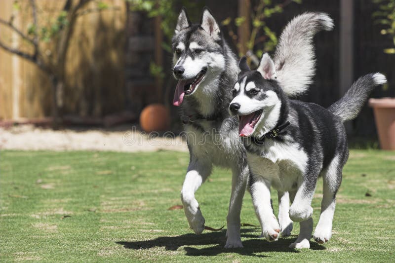 Happy Huskies stock photo. Image of dogs, husky, happy - 1453834