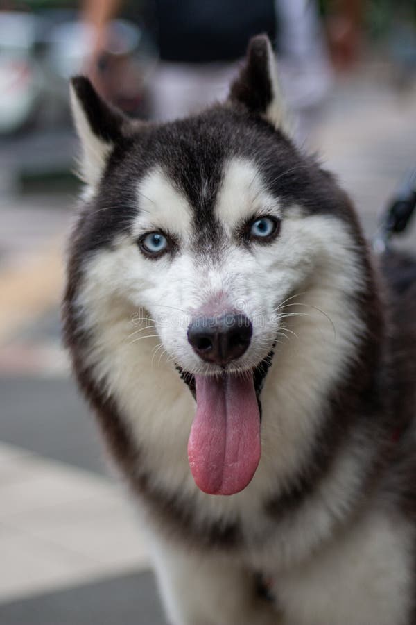A happy husky stock image. Image of terrier, happy, nose - 224527747