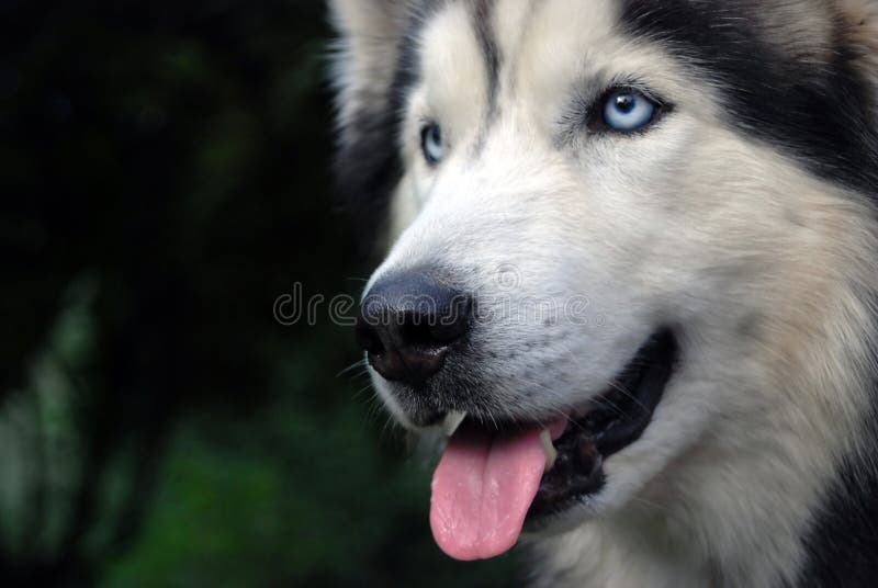 Happy Husky Dog stock photo. Image of tongue, trees, summer - 21687462