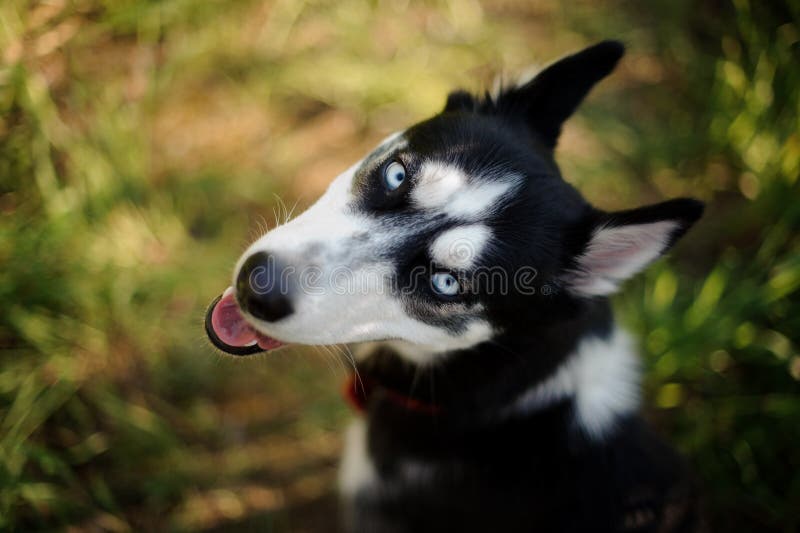 Back Husky Head Stock Photos - Free & Royalty-Free Stock Photos from ...