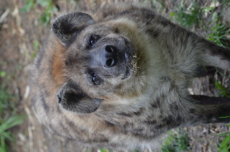 Happy hyena stock photo. Image of stare, gazes, hyena - 19250042