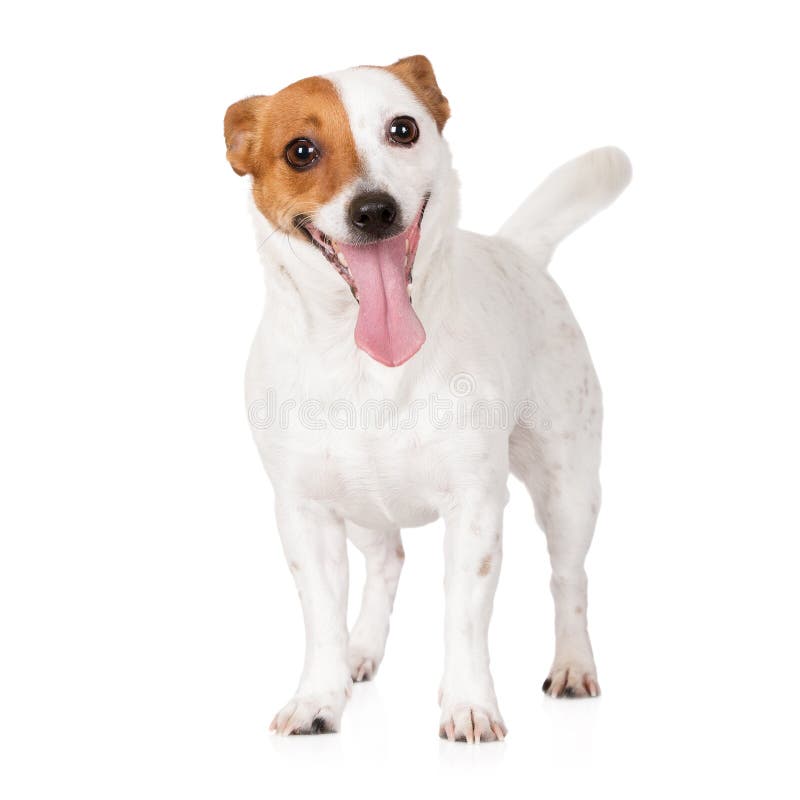 Happy Jack Russell Terrier Dog Stock Image - Image of happy, small ...