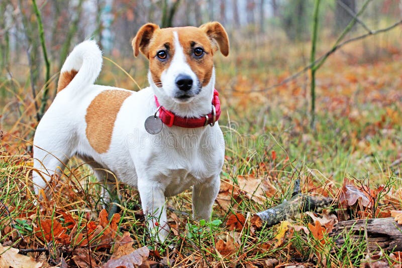 Happy Jack Russell Terrier Stopped and Looks in the Eyes on a Forest ...