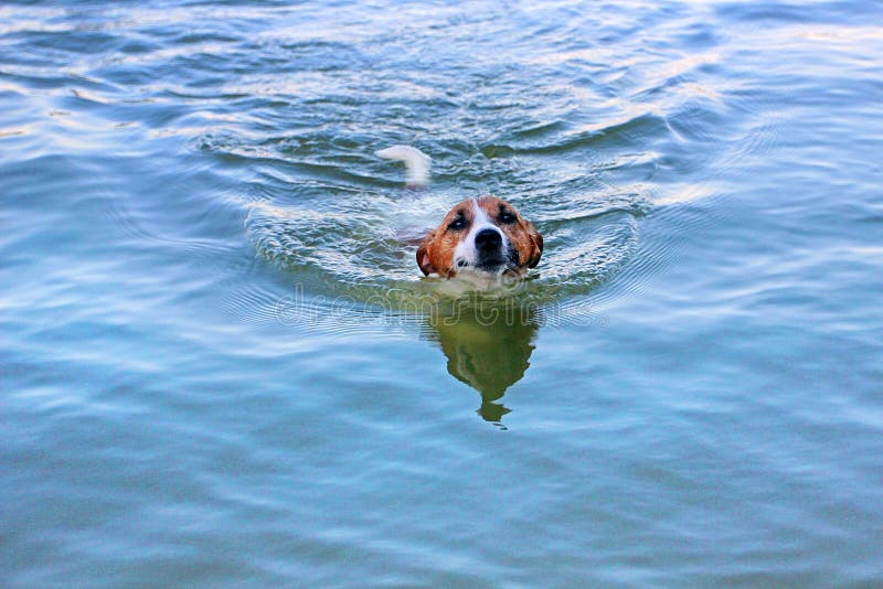 Happy Jack Russell Terrier Swims in the Water in the Middle Stock Image ...