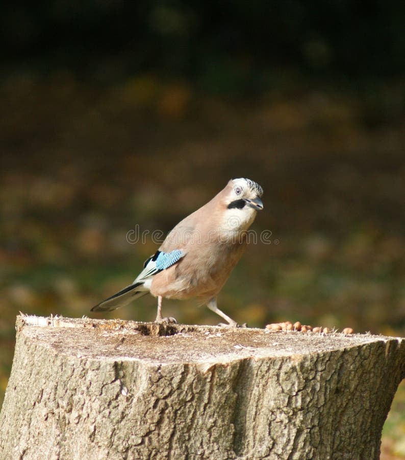 Happy Jay on a Tree Stump 5 Stock Photo - Image of alert, bird: 6912744