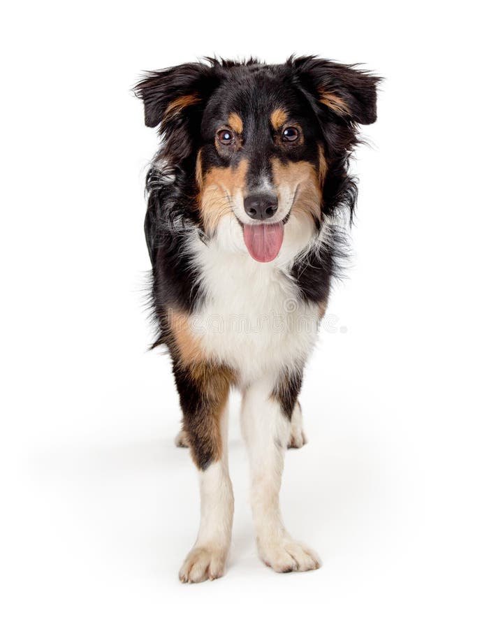 Happy Joyful Australian Shepherd Dog Stock Photo - Image of smiling ...