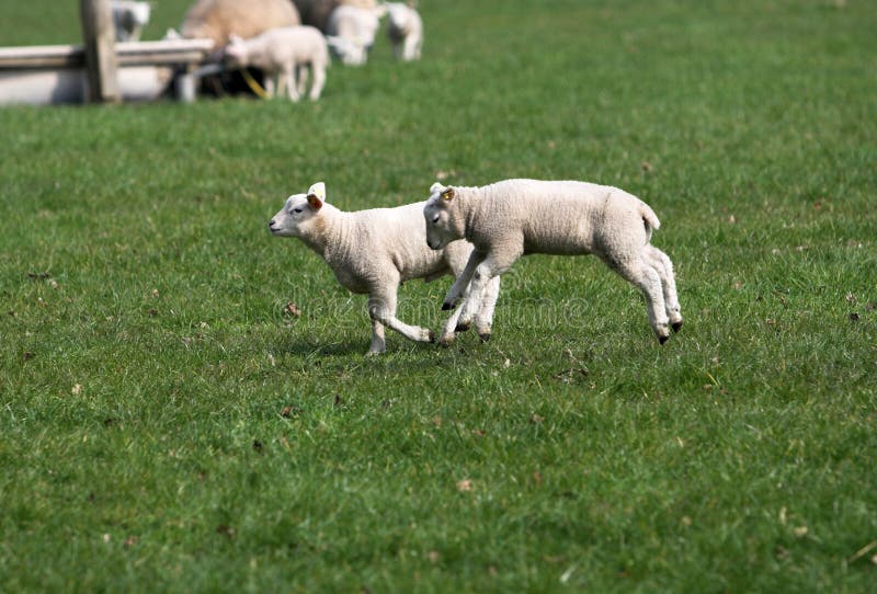 Happy jump stock photo. Image of care, cute, food, nature - 2203550