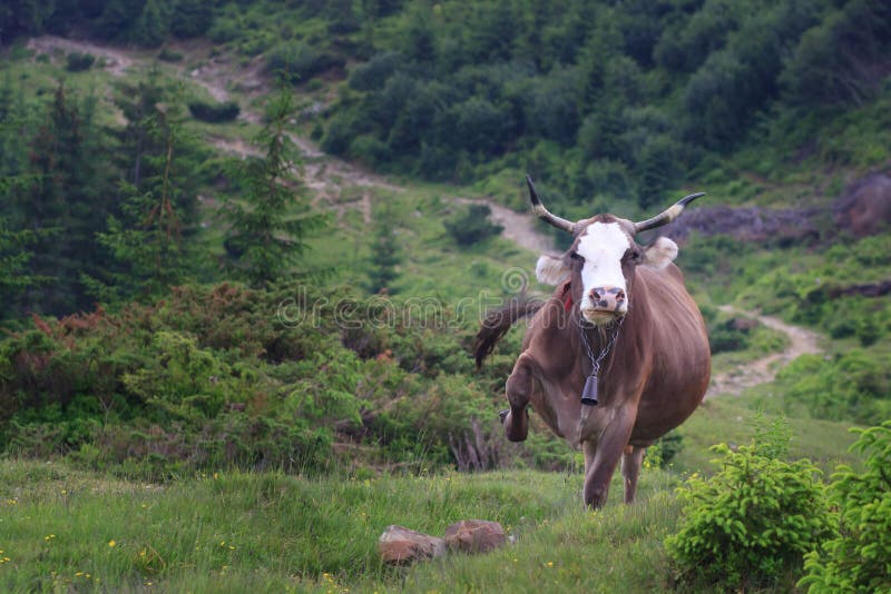 Happy Jumping Cow in the Meadow in Alpine Stock Image - Image of clear ...