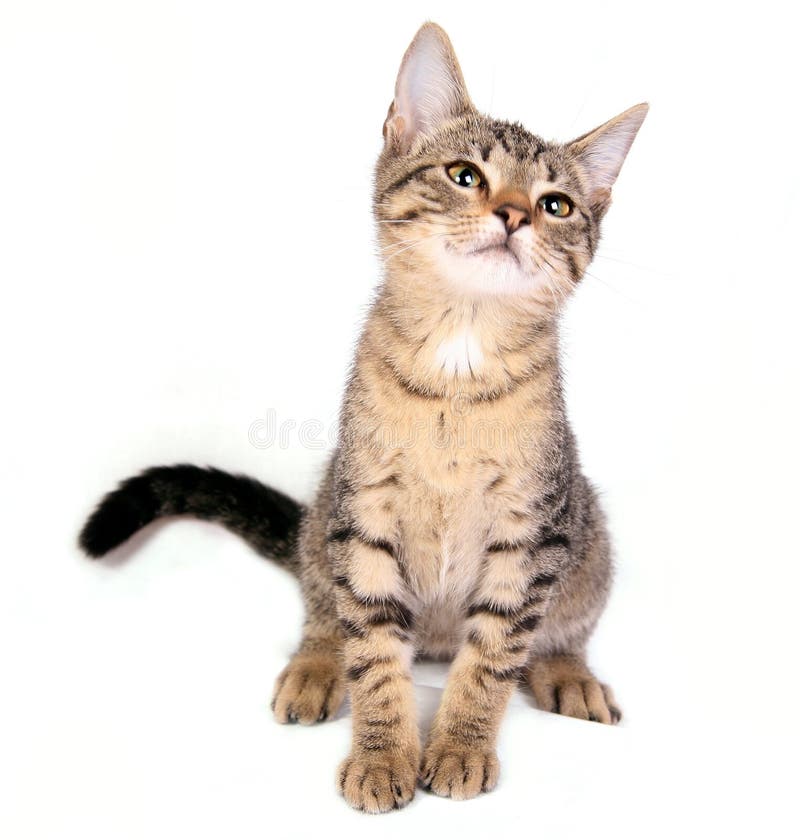 Rabbit tongue out stock image. Image of cutout, isolated - 13241745