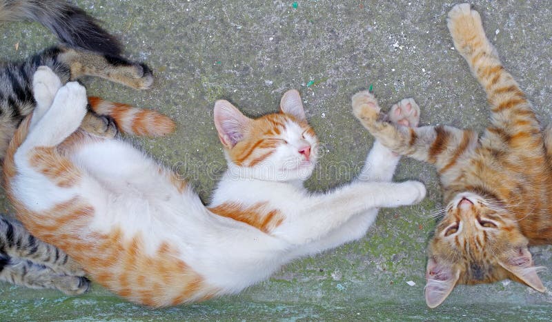 Happy kitten sleeping stock photo. Image of tabby, fluffy - 124025578