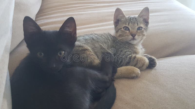 Happy kittens resting stock photo. Image of cats, brothers - 175419706
