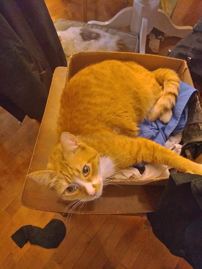 Happy Kitty Cat on Box of Laundry Stock Photo - Image of laundry, happy ...