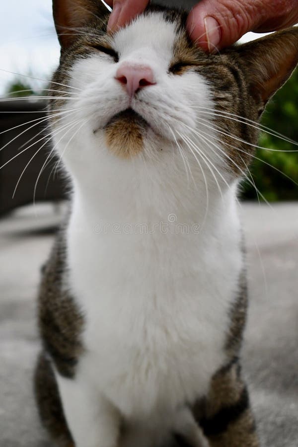 A Happy Kitty Cat stock image. Image of kitty, green - 170226215