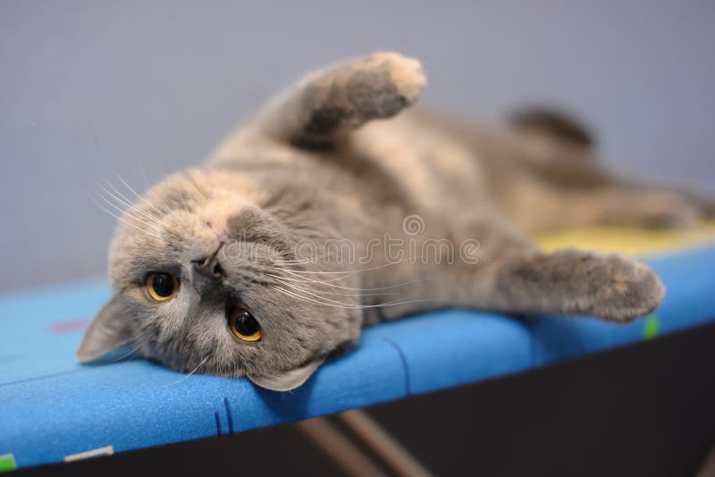 Cat enjoying life stock photo. Image of blissful, feline - 204100526