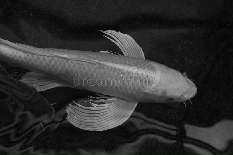 The Happy Koi in Black and White Stock Image - Image of oriental ...