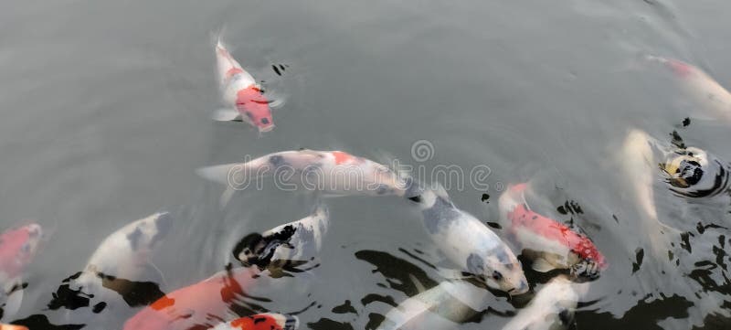 Happy Koi Fish Being Fed in the Pond Stock Image - Image of reef ...