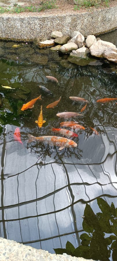 Happy Koi Fish at Cameron Highlands Stock Image - Image of animal, leaf ...