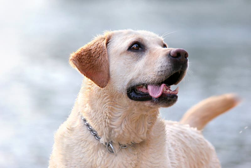 Happy Lab Portrait stock image. Image of happiness, soaked - 1036925