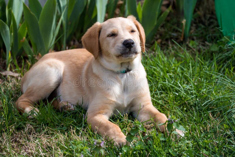 Happy Lab Puppy stock image. Image of mouth, paws, head - 43178947