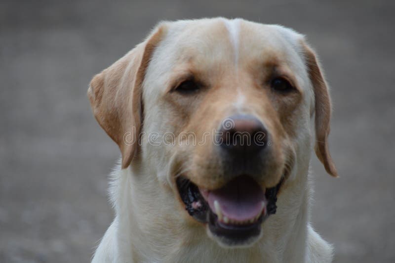 Happy yellow lab stock photo. Image of yellow, smiling - 84569046