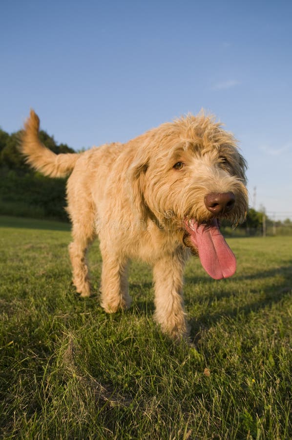 Closeup of Labradoodle Puppy Stock Image - Image of labradoodle, face ...