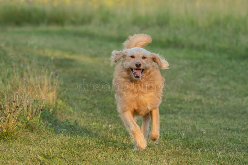 Happy Labradoodle Running through Field of Grass Stock Photo - Image of ...